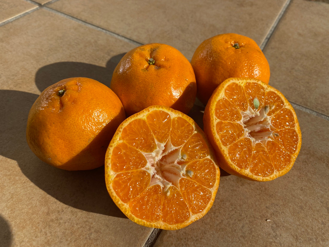 卓郎さんのポンカン（M〜2L）種子島 – 【産地直送お取り寄せ通販】トドクヨ